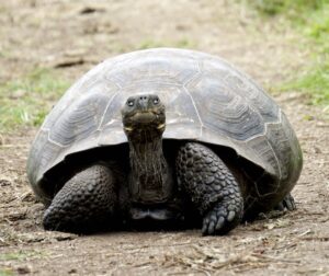 Guide to Turtling Syndrome