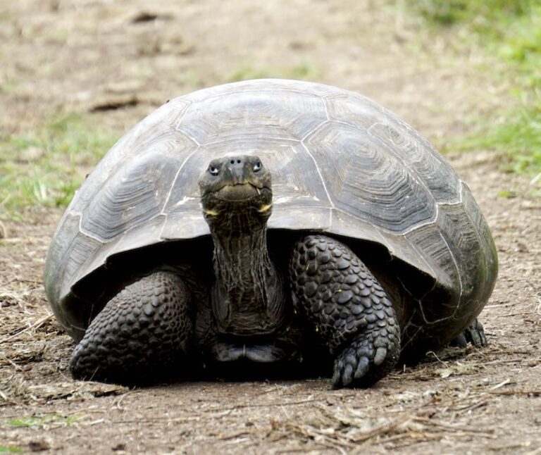 Guide to Turtling Syndrome